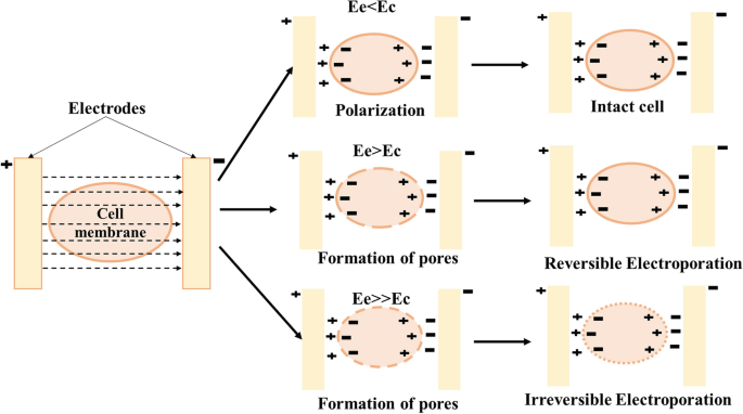 Pulsed Electric Field-Assisted Extraction of Essential Oil: Methods and ...