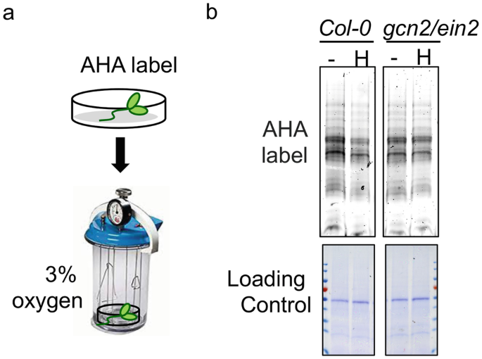 GCN2 and EIN2 Pathway Activation Assays in Arabidopsis Under Hypoxia ...