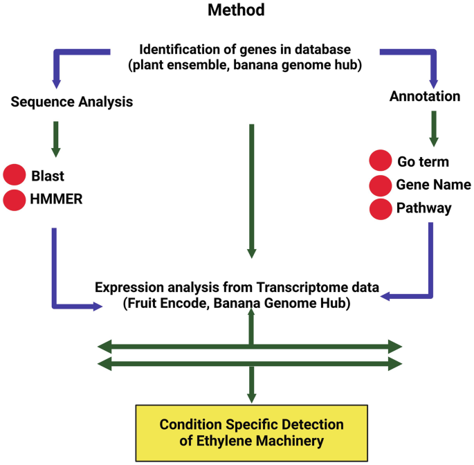 Detection of Ethylene Signaling Using Bioinformatics Tools in Plants | SpringerLink
