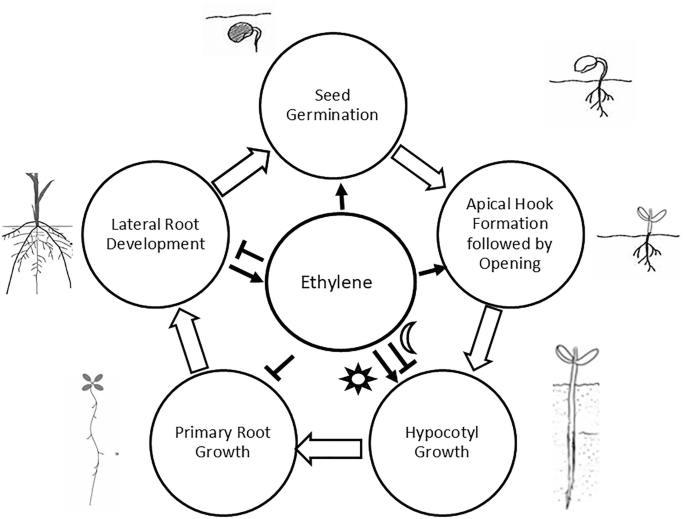 Ethylene as a Central Regulator of Seed Germination, Early Seedling ...