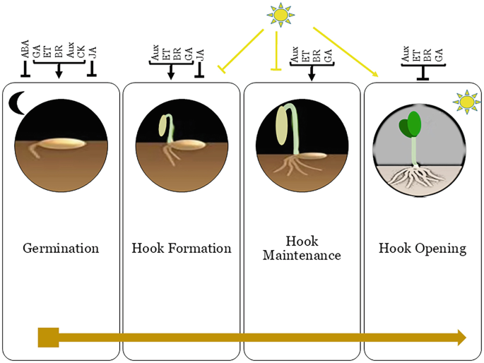 Ethylene as a Central Regulator of Seed Germination, Early Seedling ...