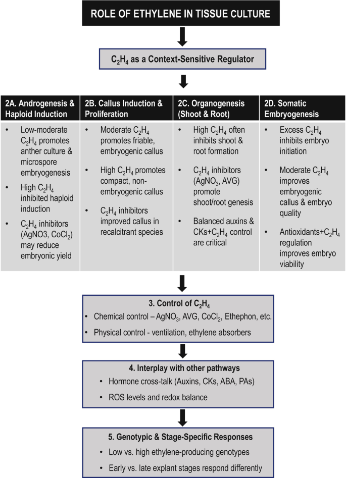 Role of Ethylene in Plant Tissue Culture | SpringerLink