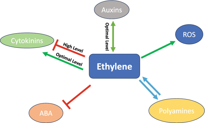 Role of Ethylene in Plant Tissue Culture | SpringerLink