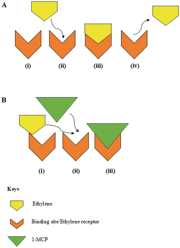 The Role of Ethylene and Its Antagonists in Advancing Postharvest ...