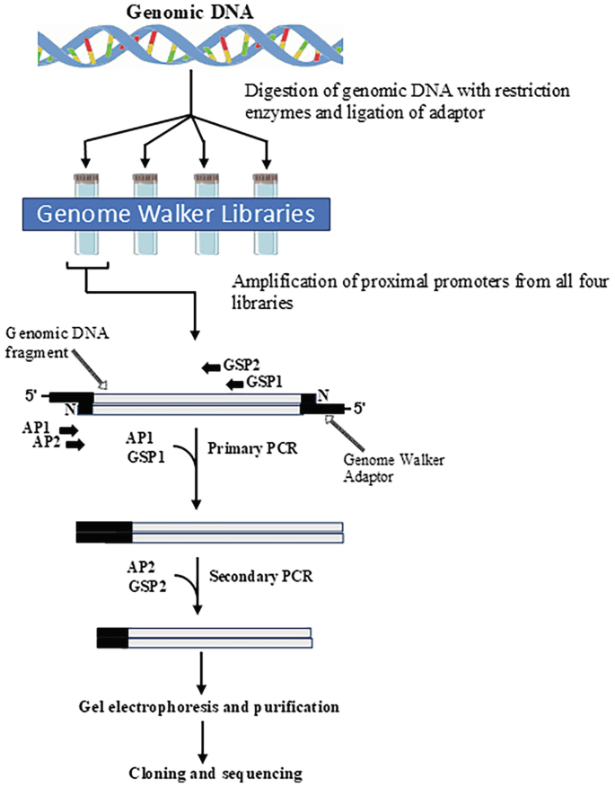 Isolation and Characterization of Proximal Promoters Regulating ...