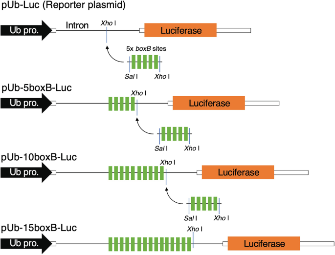 Tethered Function Assay for Analyzing PIWI-piRNA-Mediated Co ...