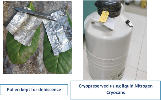 Pollen Cryopreservation in Cashew (Anacardium occidentale L ...