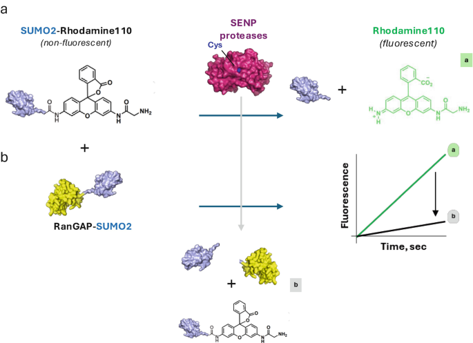A Fluorometric Assay to Compare SUMO Isoform Preferences in the SENP ...
