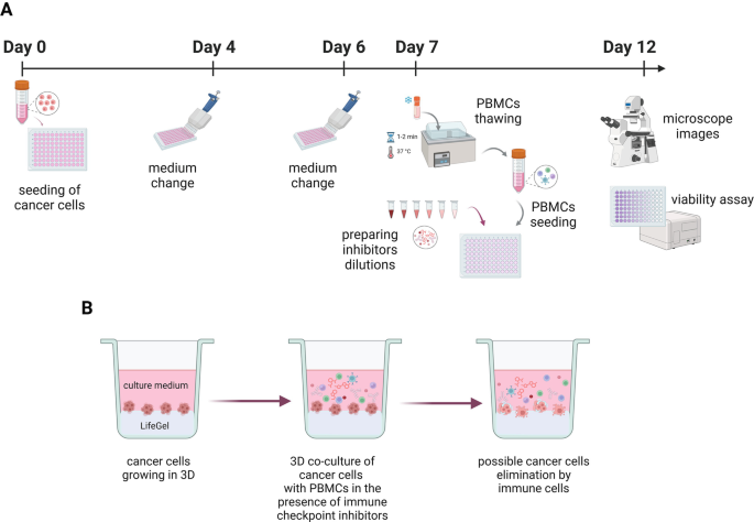 A 3D Co-Culture Model of Endometrial Carcinoma Cells with Peripheral ...
