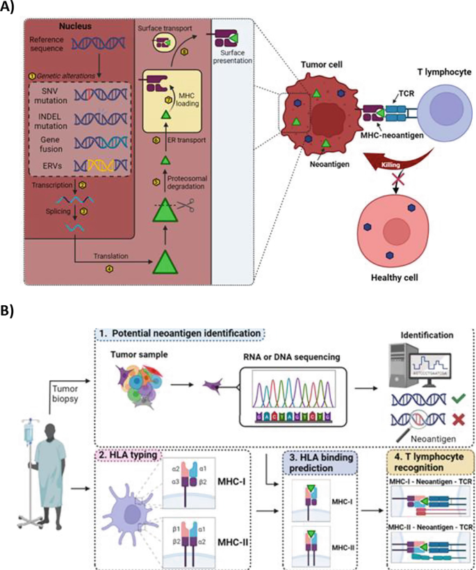 Computational Methods for Cancer Neoantigen Prediction | SpringerLink
