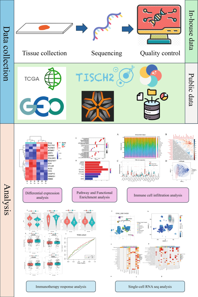 Bioinformatics Analysis of Transcriptomic Data (Bulk and scRNA-Seq) for ...