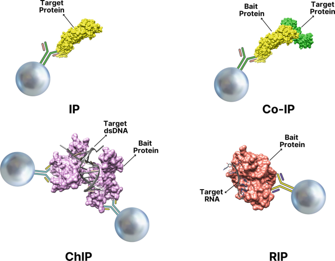 The Nucleic Acids’ Immunoprecipitation Method for DNA Repair Research ...