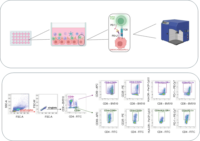 A PD-1/PD-L1-Sensitive Co-culture-Based Primary T-Cell Activation Assay ...