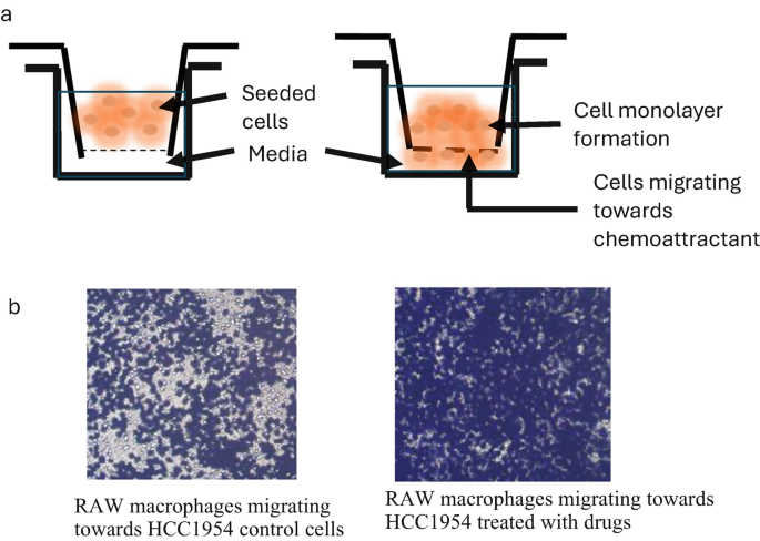 In Vitro Model for Studying Interaction of Immune Cells and Cancer ...