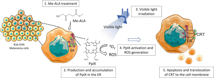 Implementing Photodynamic Therapy to Activate the IFN-1 Pathway in ...