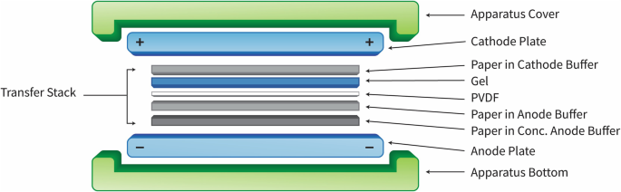 DG9-Conjugated Morpholino Rescues Phenotype in Spinal Muscular Atrophy ...