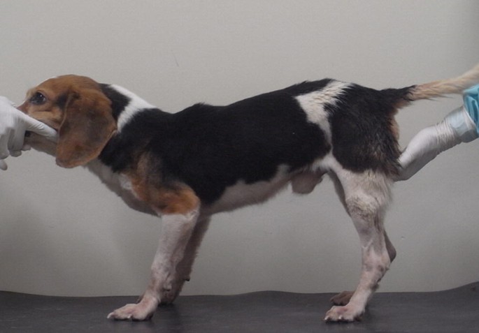 Cardio-Physiological Evaluations in a Dog Model with Duchenne Muscular ...