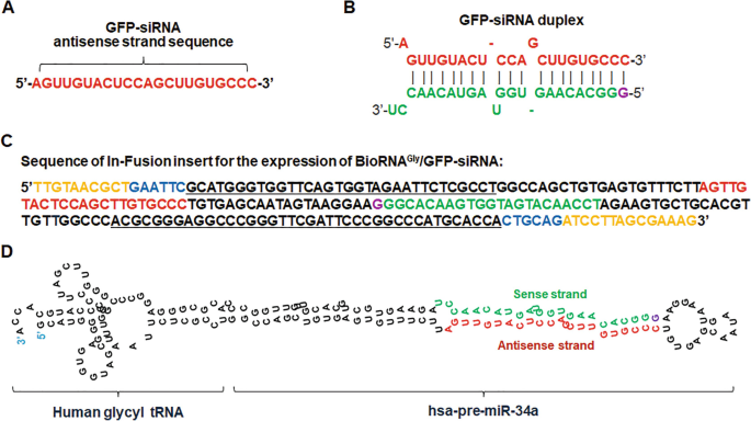 In Vivo Fermentation Production of RNA Interference Agents | SpringerLink