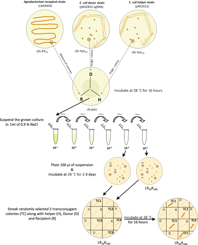 CRISPR-Mediated Gene Editing for Inducing Thermosensitive Genic Male ...