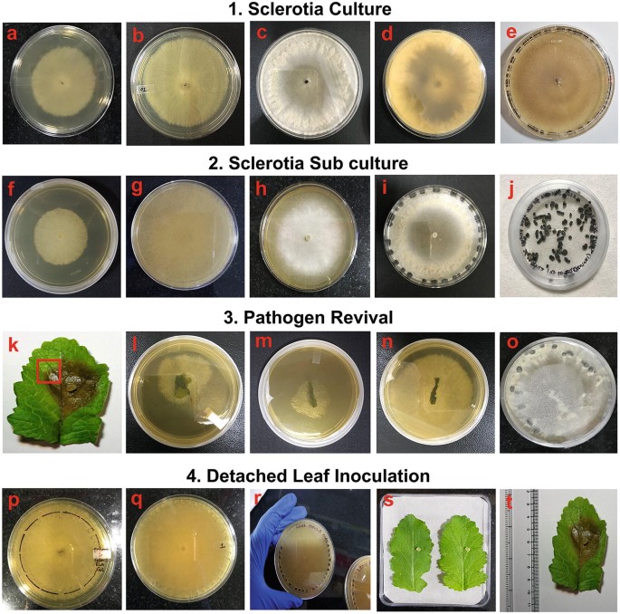 A Guide to Culturing, Maintenance, and Leaf Inoculation Methods for ...