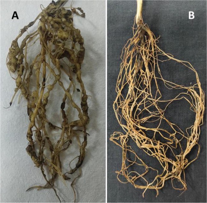 Germplasm Evaluation in Chickpea for Resistance to Plant Parasitic ...
