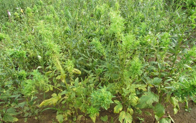 Detection of Sesame Phyllody Disease and Its Transmitting Vectors ...