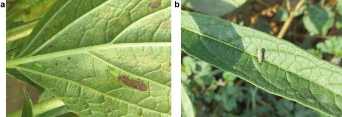 Detection of Sesame Phyllody Disease and Its Transmitting Vectors ...