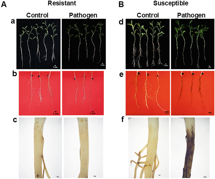 A Blotting Paper Technique for the Screening of Chickpea Genotypes ...