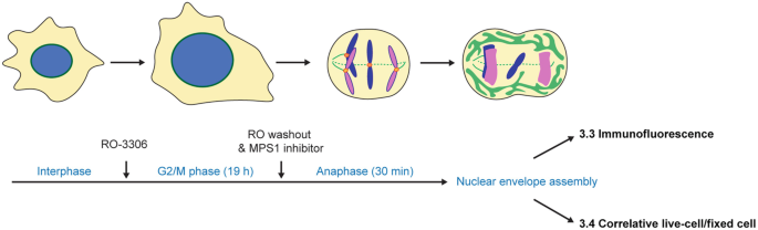 Investigating Nuclear Envelope Assembly on Mis-Segregated Chromosomes ...