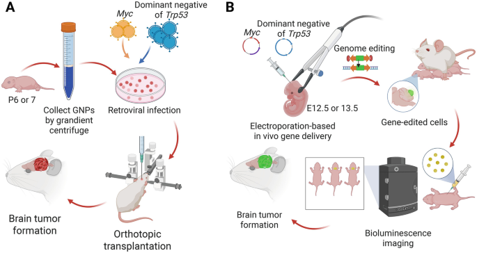 In Vivo Mouse Models of Myc-Driven Medulloblastoma | Springer Nature Link