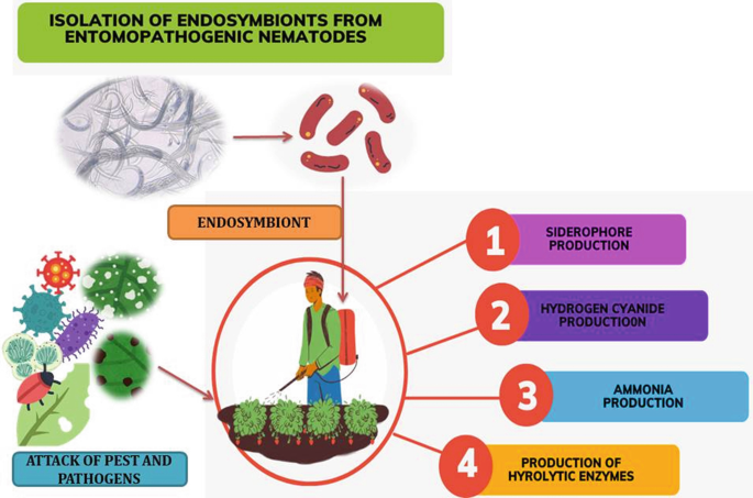 Screening of Endosymbionts for Biocontrol Properties | Springer Nature ...