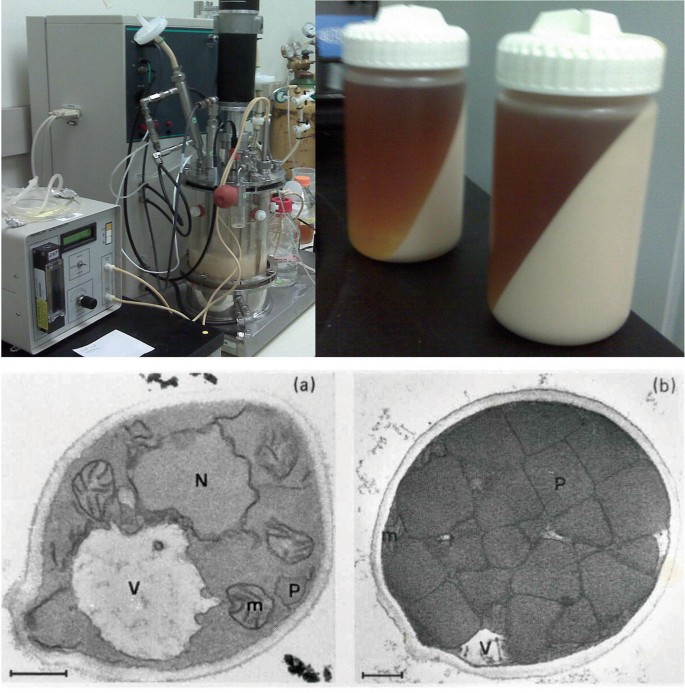 A Brief History of the Pichia pastoris Expression System | SpringerLink