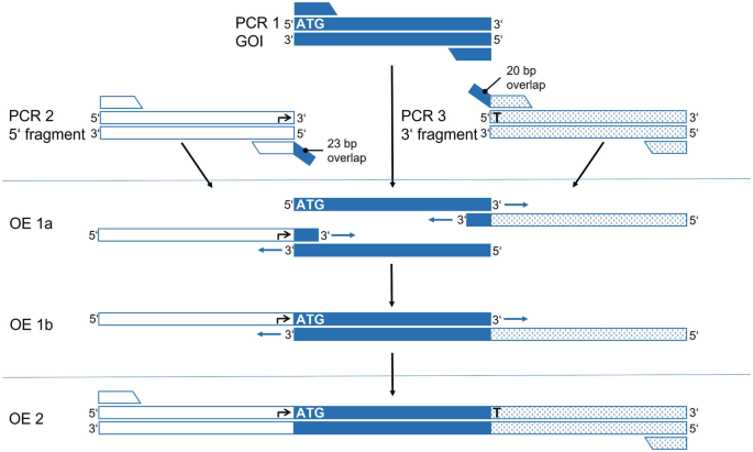 Overlap Extension Construction and Direct Cloning of Loop-Out Prone DNA ...