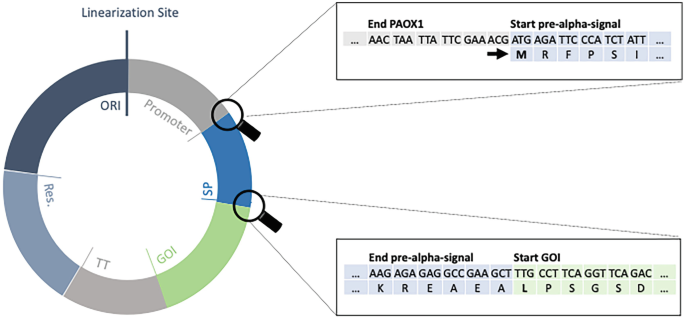 Protein Targeting Signals and Strategies for Pichia pastoris | Springer ...