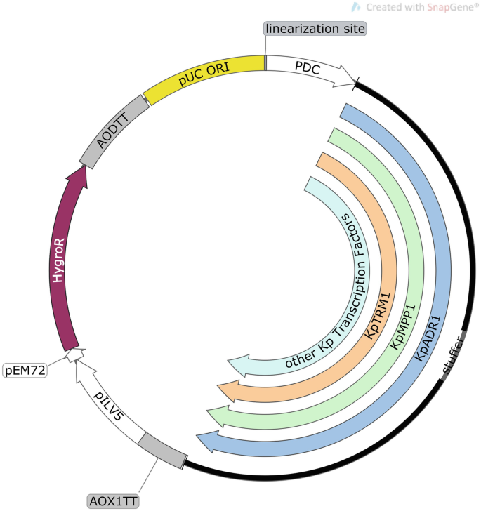Retrofitting of AOX1 Promoter-Based Pichia pastoris Expression Strains ...