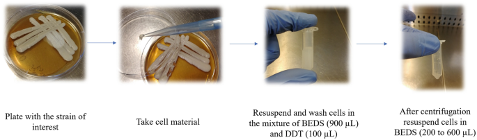Transformation of Pichia pastoris by Electroporation | SpringerLink
