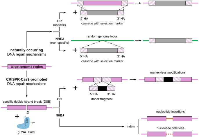 Engineering Pichia pastoris Strains Using CRISPR/Cas9 Technologies: The ...