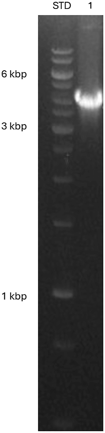 Isolation of Pichia pastoris Genomic DNA for Long-Read DNA Sequencing ...
