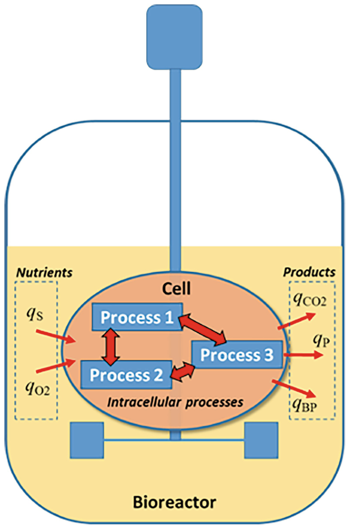 Kinetic Modeling of Pichia pastoris Bioreactor Systems Under Different ...