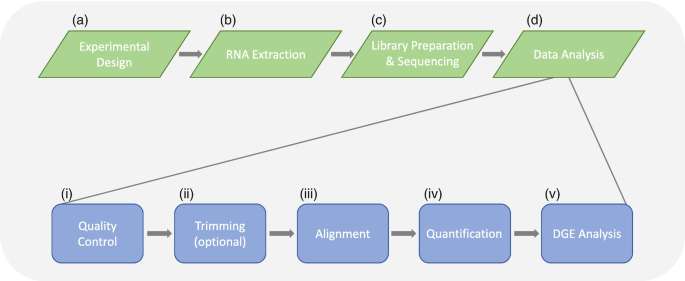 Pichia pastoris RNA-Sequencing and Data Analysis | SpringerLink