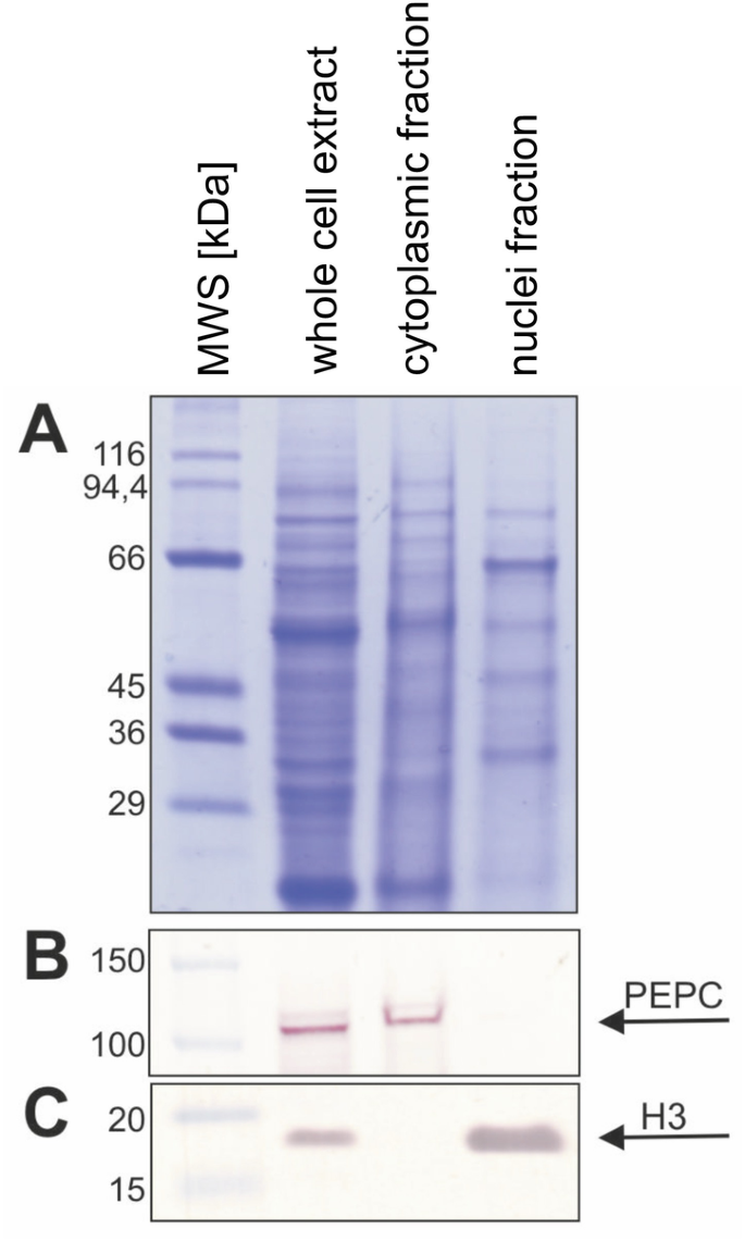 A Fast and Reliable Nuclei Extraction Method for Phytochrome Functional ...