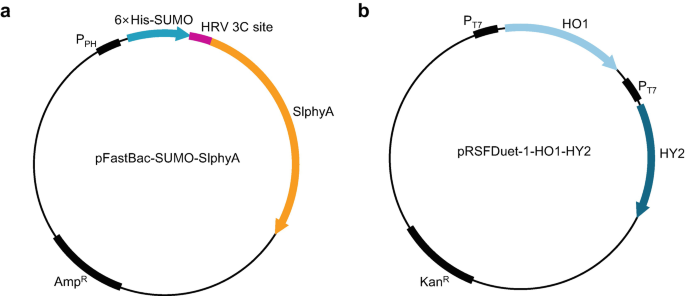 Production of Plant Phytochromes by Combining Insect Cells and ...
