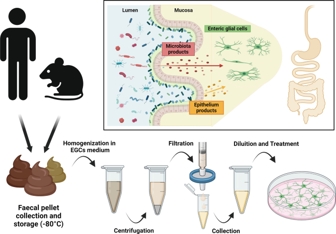 In Vitro Study of Microbiota Influence on Enteric Glial Cell Physiology ...
