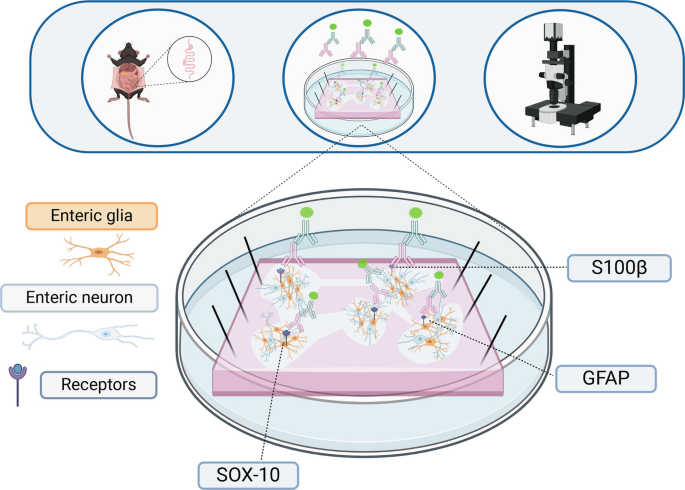 Immunohistochemical Staining Protocol of Enteric Glial Cells in ...