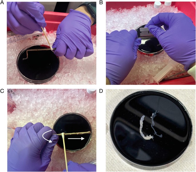 Isolation of Distinct Populations of Enteric Glia from the Muscularis ...