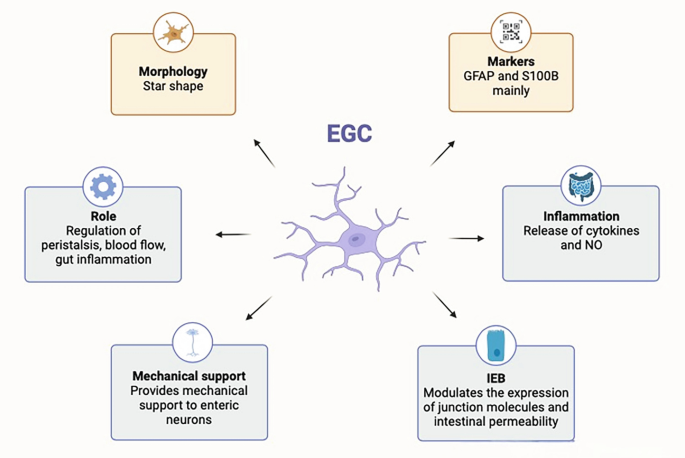 Isolation and Dissection Procedures for EGC Isolation by Human Mucosal ...