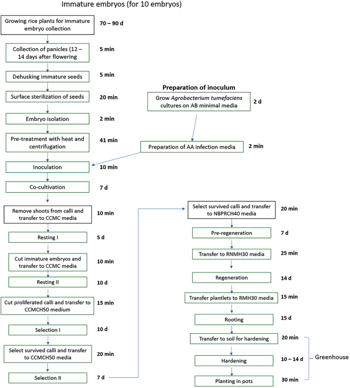 Agrobacterium-Mediated Genetic Transformation of Indica Rice | SpringerLink