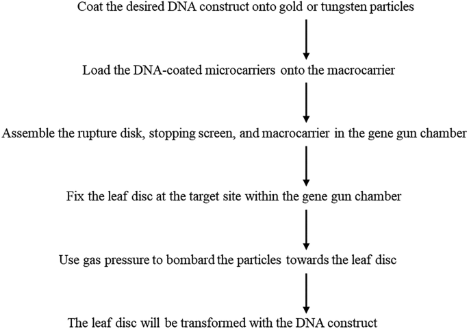 Development of Transplastomic Tobacco Plants | SpringerLink