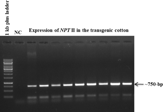 Characterization of Transgenic Cotton Plants by PCR | SpringerLink