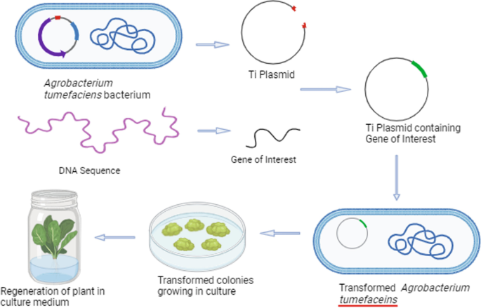 Agrobacterium-Mediated Genetic Transformation in Crop Plants | SpringerLink